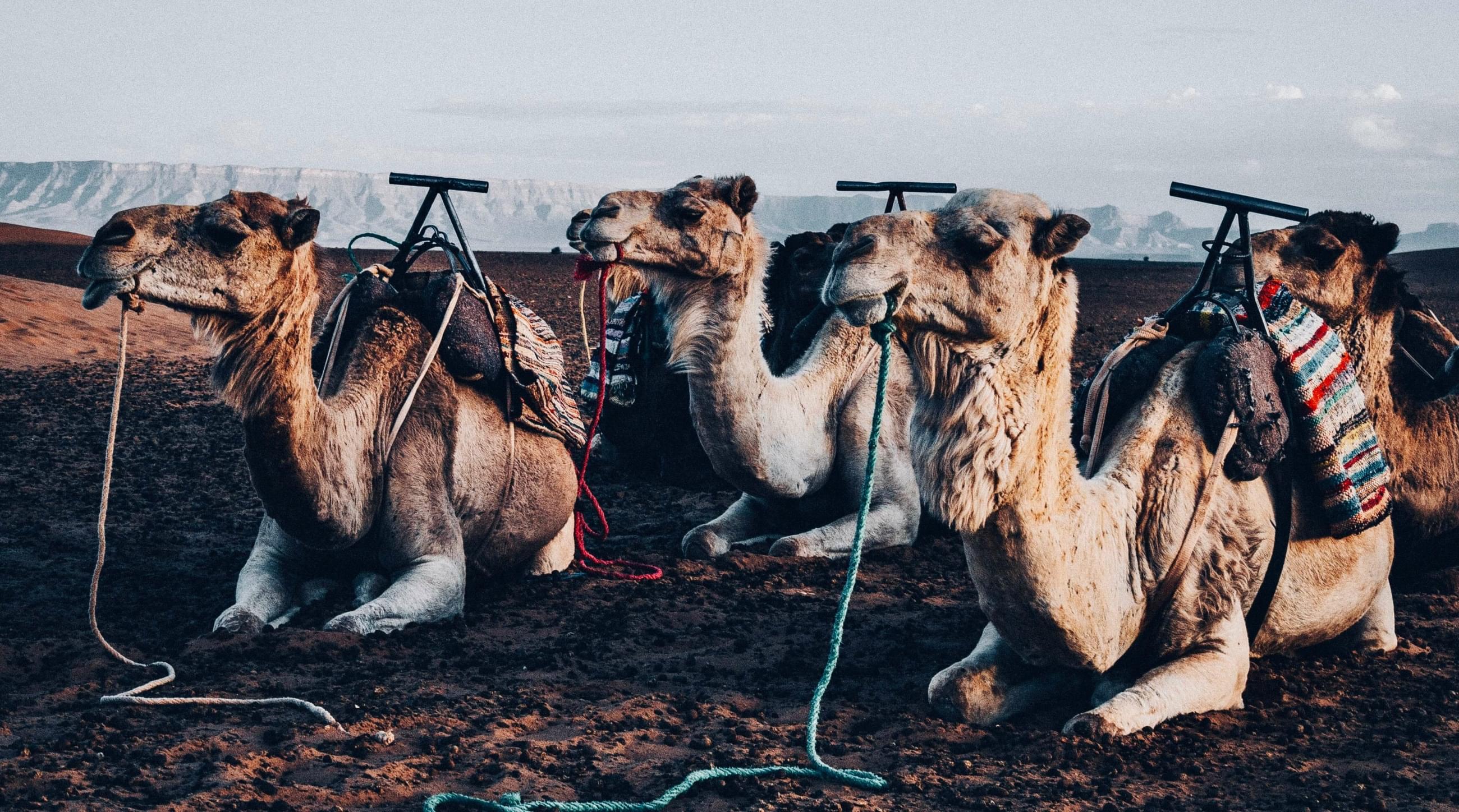 VROOMAGAZINE.com | Karavana. To nejsou jen velbloudi plahočící se pouští